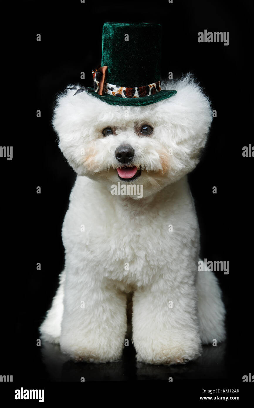 beautiful bichon frisee dog in cute hat Stock Photo - Alamy