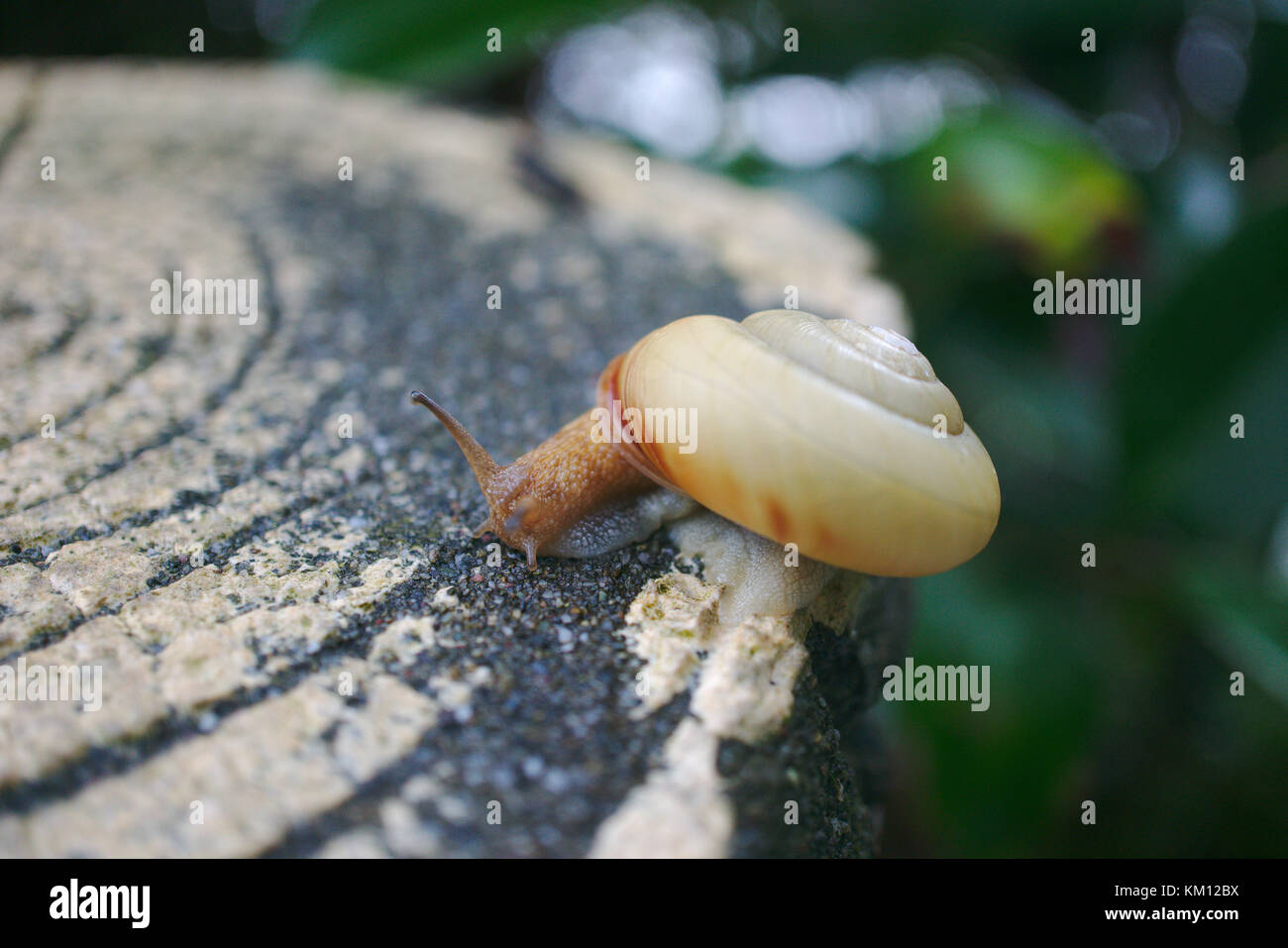 Snail on log Stock Photo - Alamy