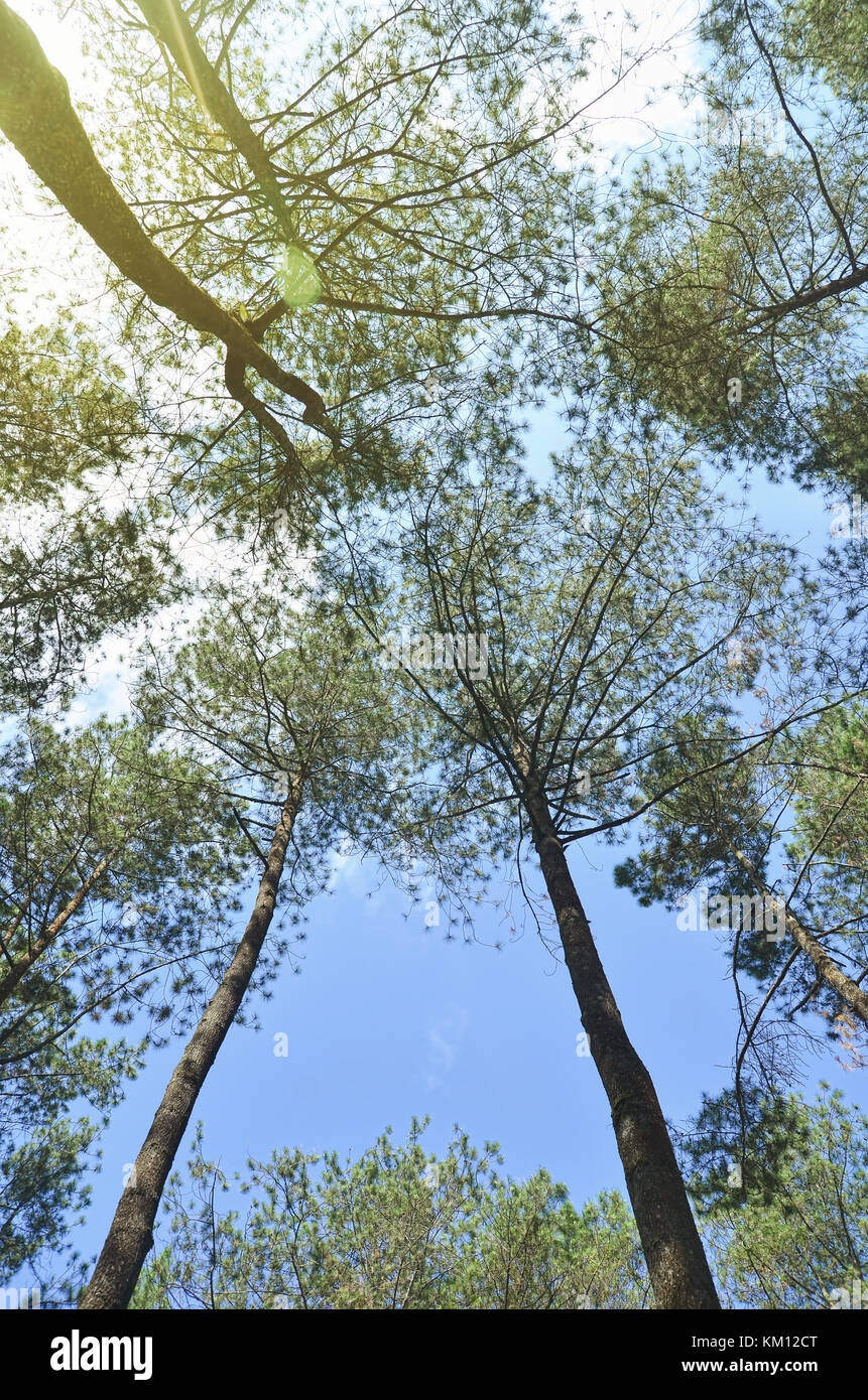Jungle pine hi-res stock photography and images - Alamy