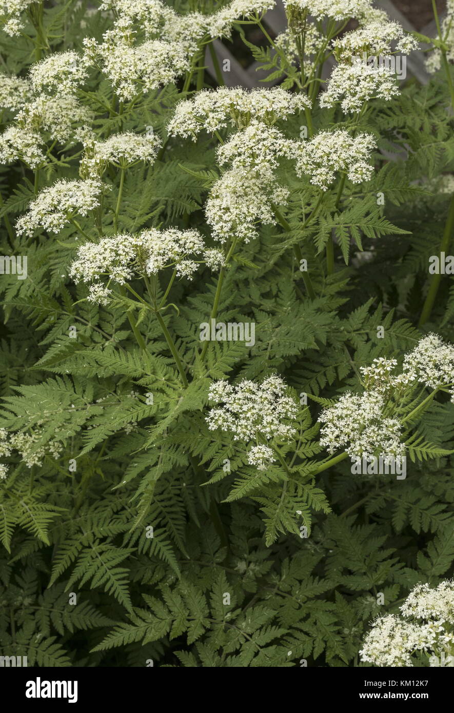 Myrrh plant hi-res stock photography and images - Alamy
