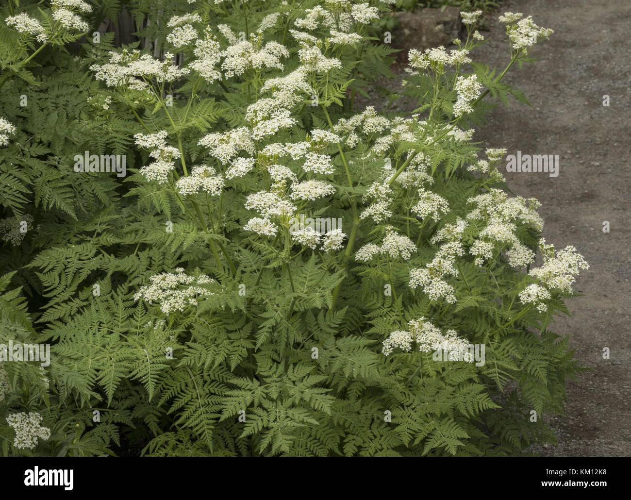 Myrrh plant hi-res stock photography and images - Alamy