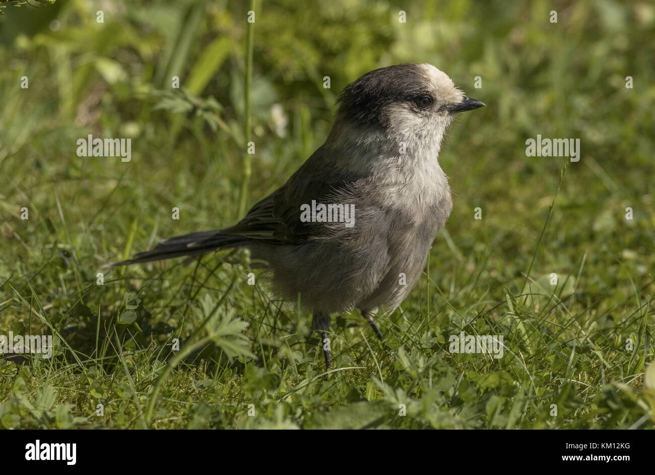 Grey jay bird watching hi-res stock photography and images - Alamy
