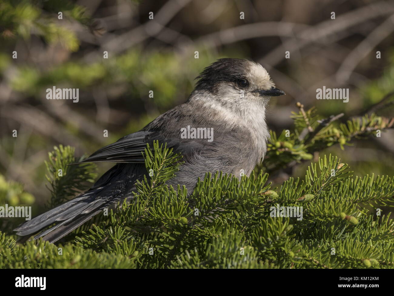 Grey Jay Bird High Resolution Stock Photography and Images - Alamy