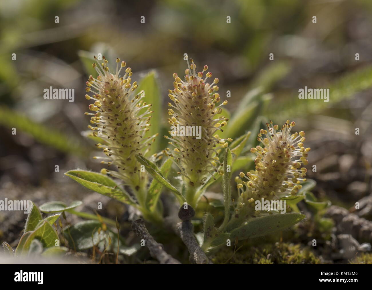 Grey-leaved Willow, Salix glauca, with male catkins, Newfoundland Stock ...