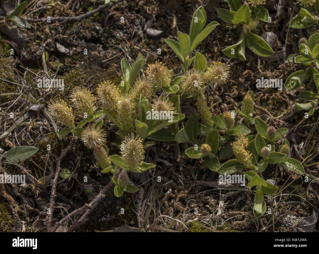Grey-leaved Willow, Salix glauca, with male catkins, Newfoundland Stock ...