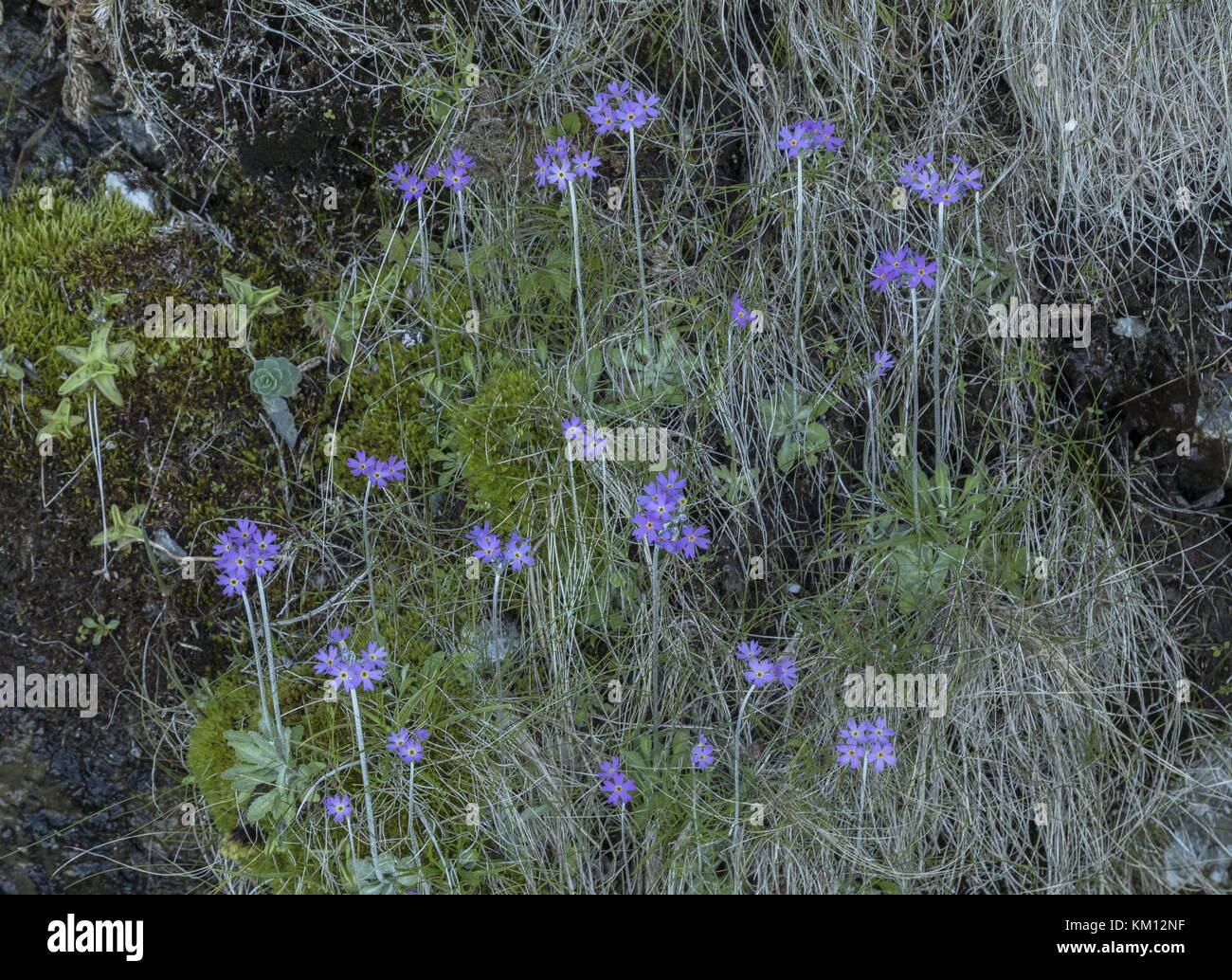 Laurentian Primrose, Primula laurentiana in flower on damp cliff ...
