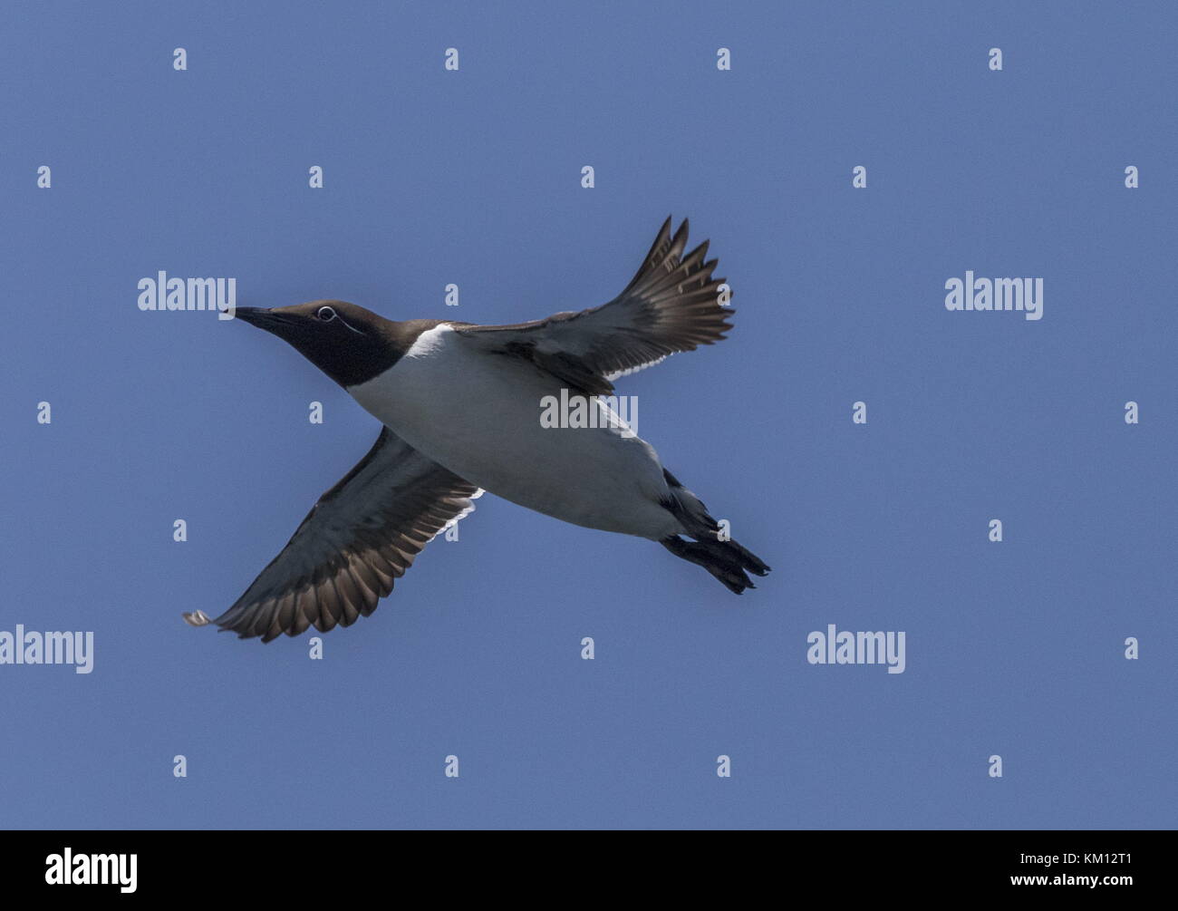 Common guillemot, Uria aalge, in flight Stock Photo - Alamy