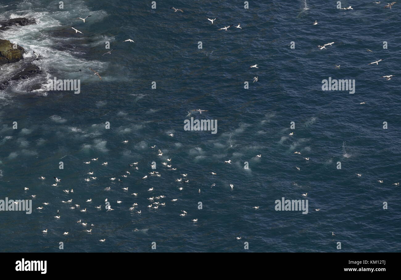 Northern gannet, Morus bassanus, large group fishing and diving off the ...