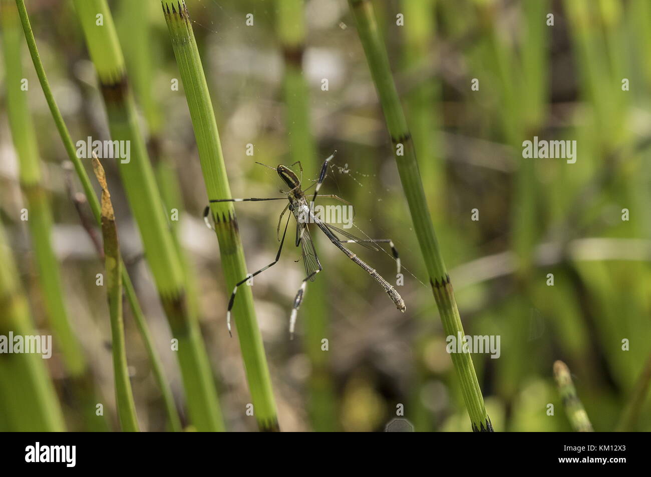 Phantom cranefly, Bittacomorpha clavipes, in a bog, Western Brook ...