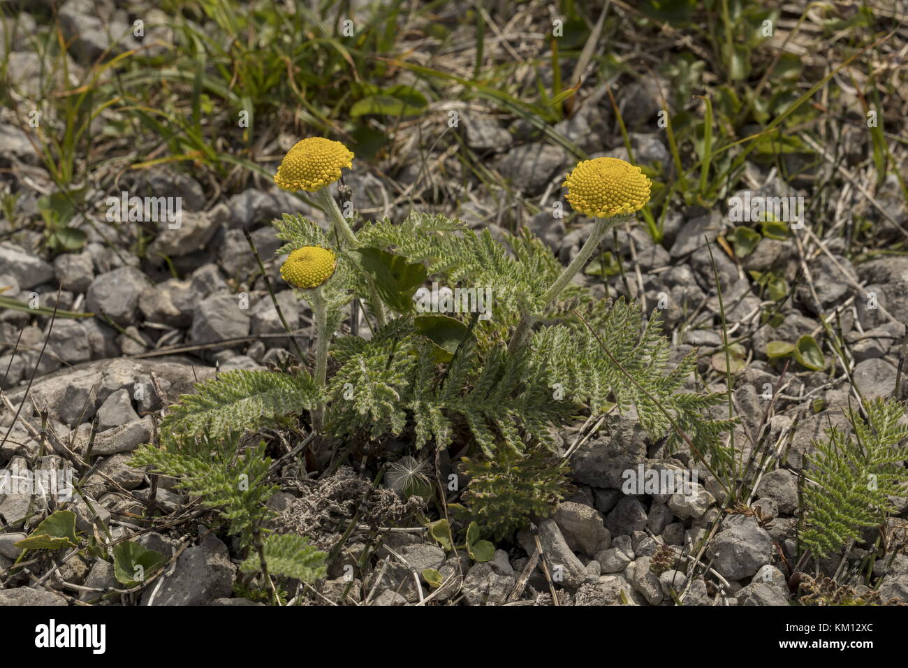 Tanacetum huronense hi-res stock photography and images - Alamy