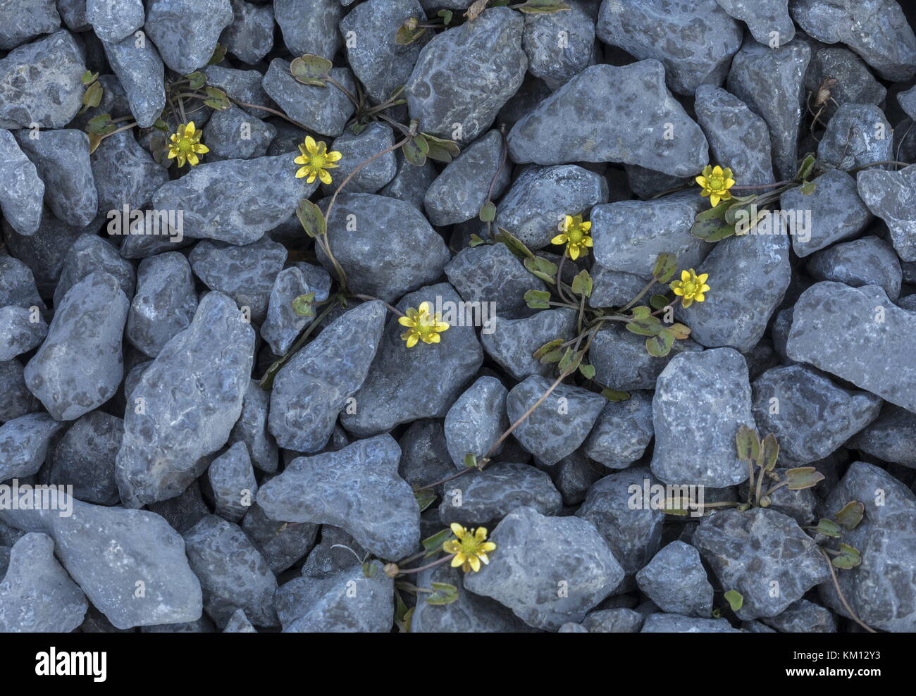 Alkali buttercup or Seaside buttercup, Ranunculus cymbalaria, with ...