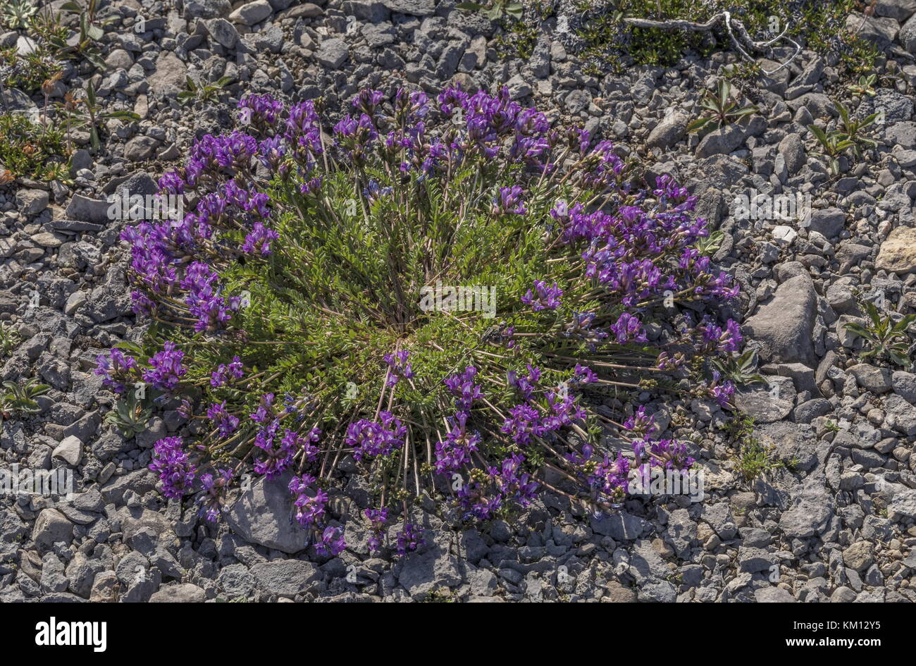 Newfoundland Oxytrope, Oxytropis campestris var. terrae-novae, in ...