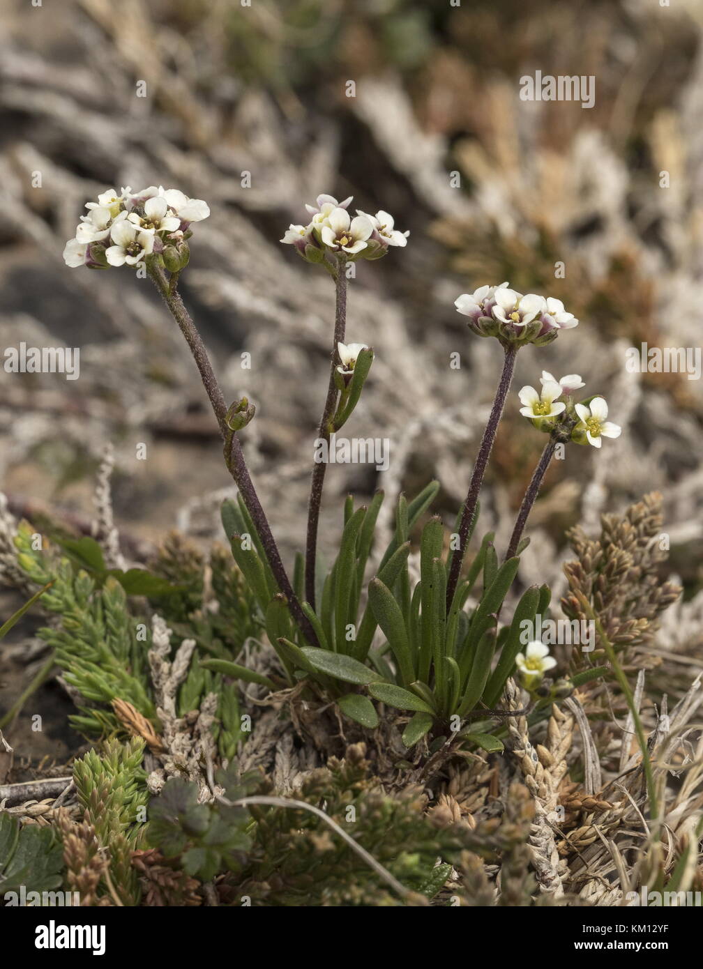 Braya flower hi-res stock photography and images - Alamy