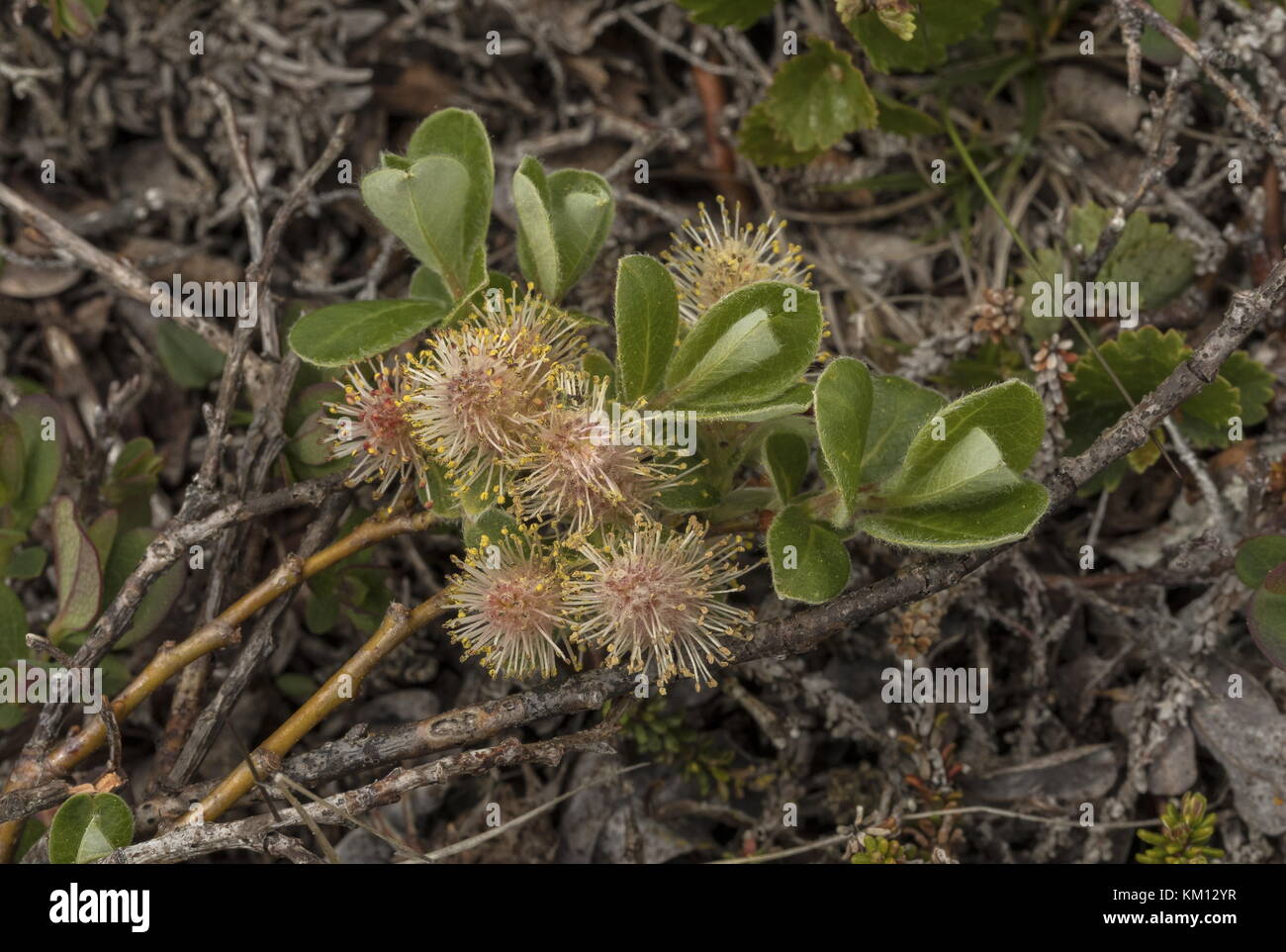 Barrens Willow, Salix jejuna, with male catkins, Cape Norman ...