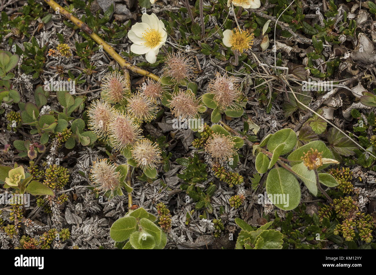 Barrens Willow, Salix jejuna, with male catkins, Cape Norman ...