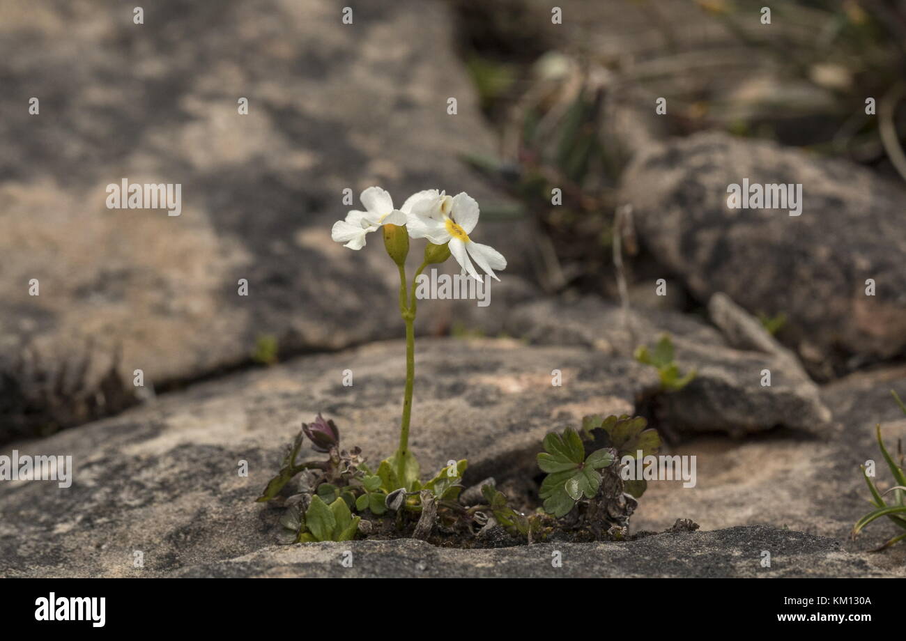 Greenland Primrose, Primula egaliksensis, in flower on limestone ...