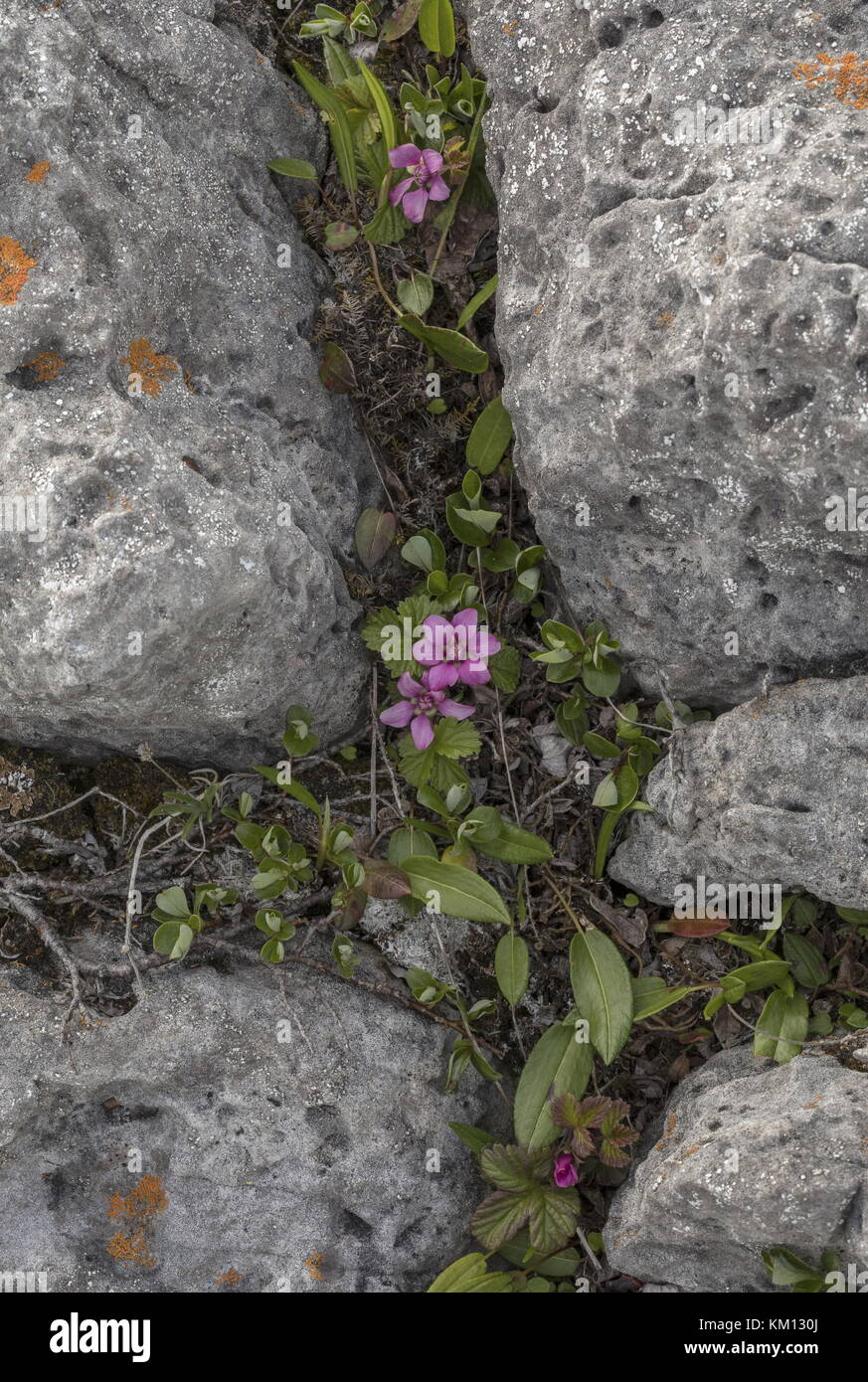Arctic bramble, Rubus arcticus ssp. acaulis in limestone crevice ...