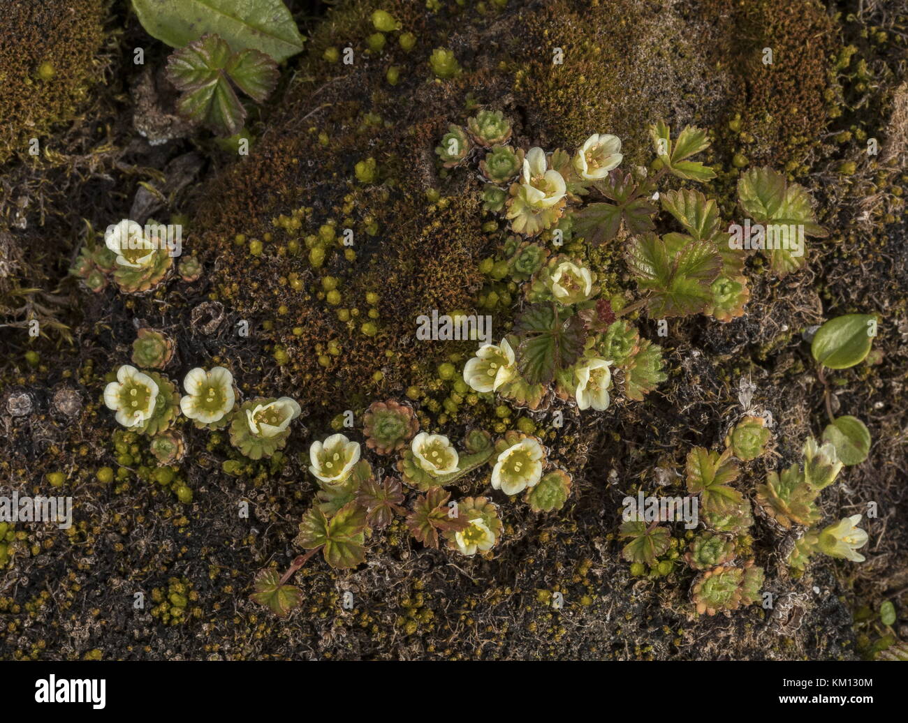 Tufted saxifrage, Saxifraga cespitosa, in flower on limestone barrens ...