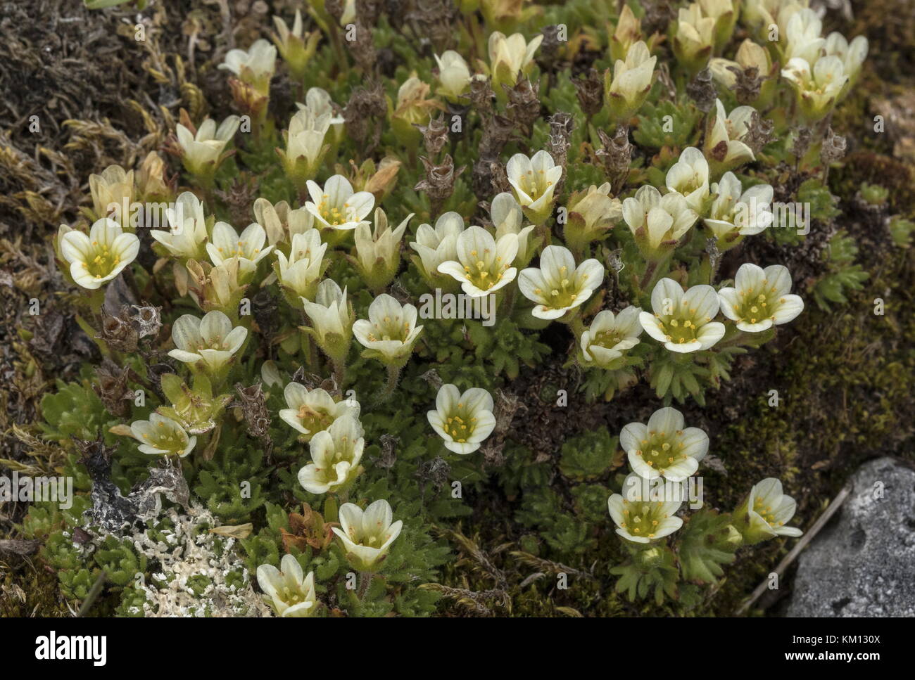 Tufted saxifrage, Saxifraga cespitosa, in flower on limestone barrens ...