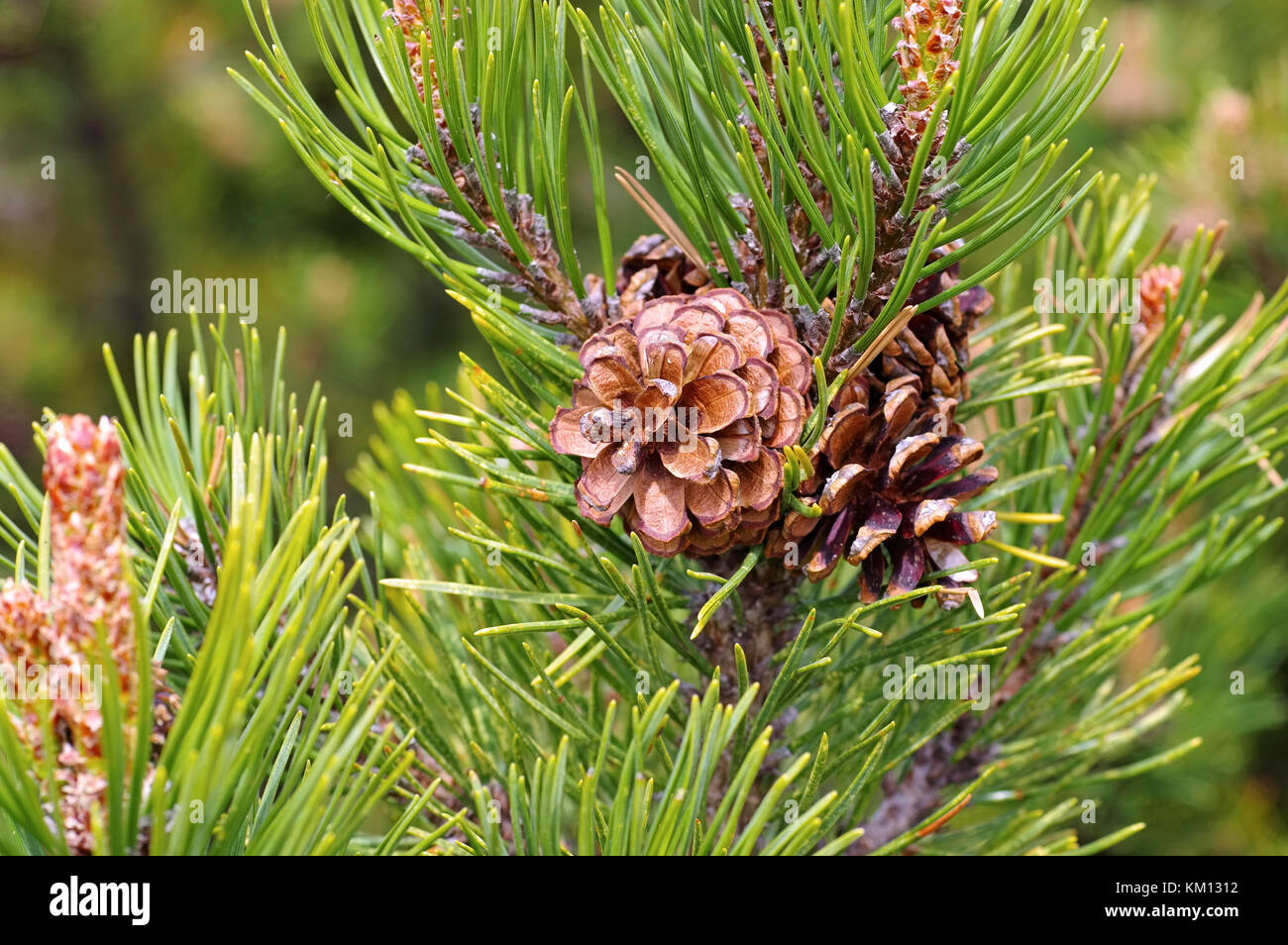 Twig with cone hi-res stock photography and images - Alamy