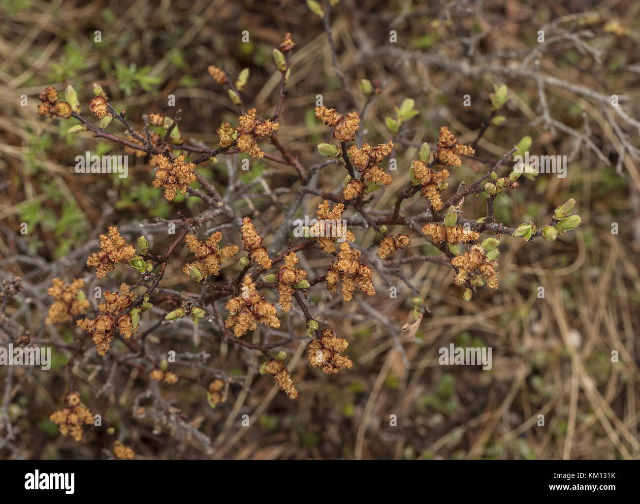 Male catkins of Bog-myrtle, Myrica gale, in early spring Stock Photo ...