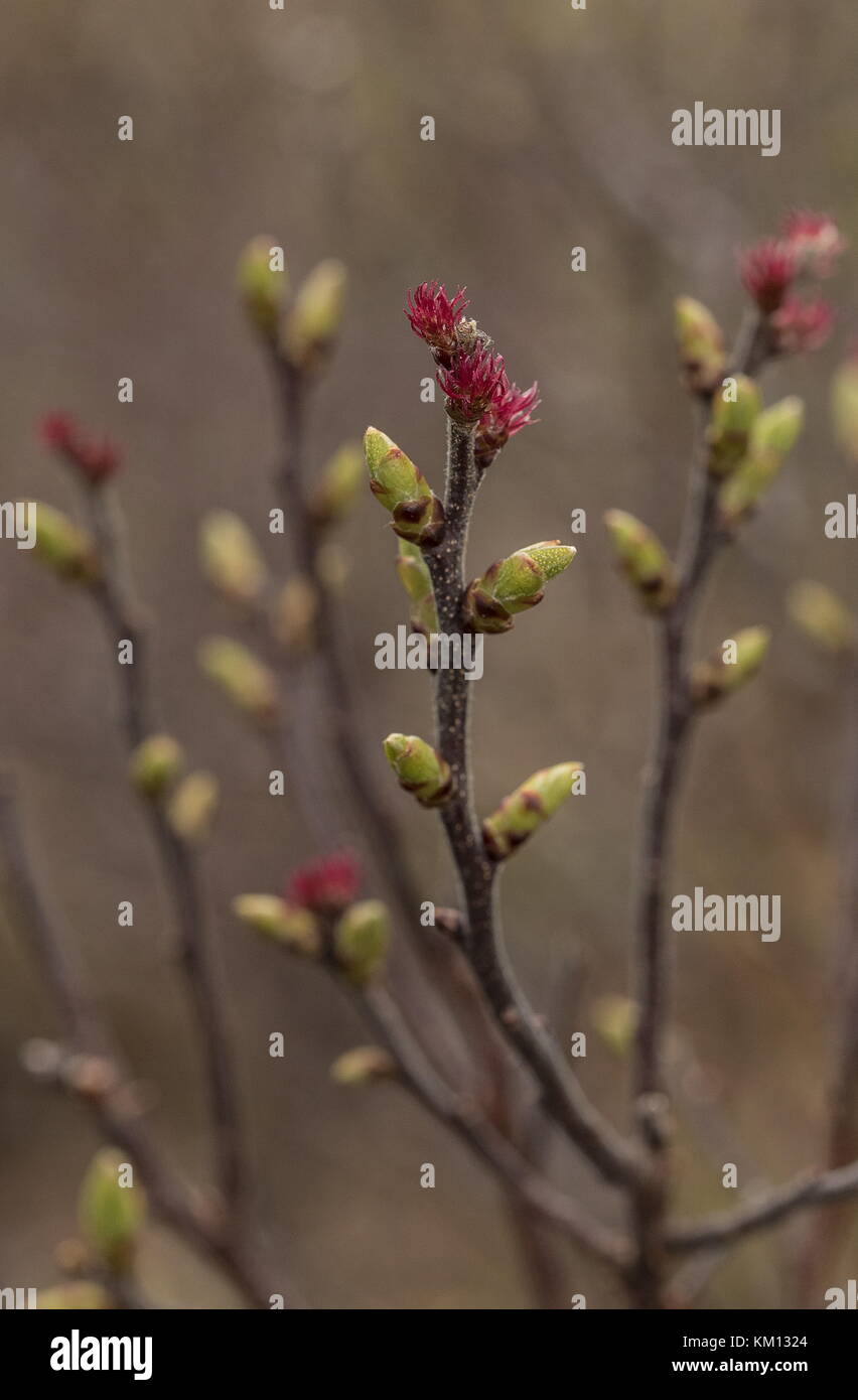 Female catkins of Bog-myrtle, Myrica gale, in early spring Stock Photo ...
