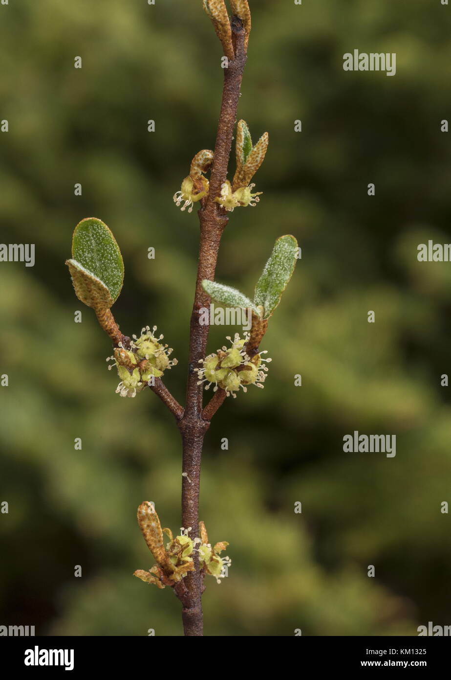 Soapberry plant hi-res stock photography and images - Alamy