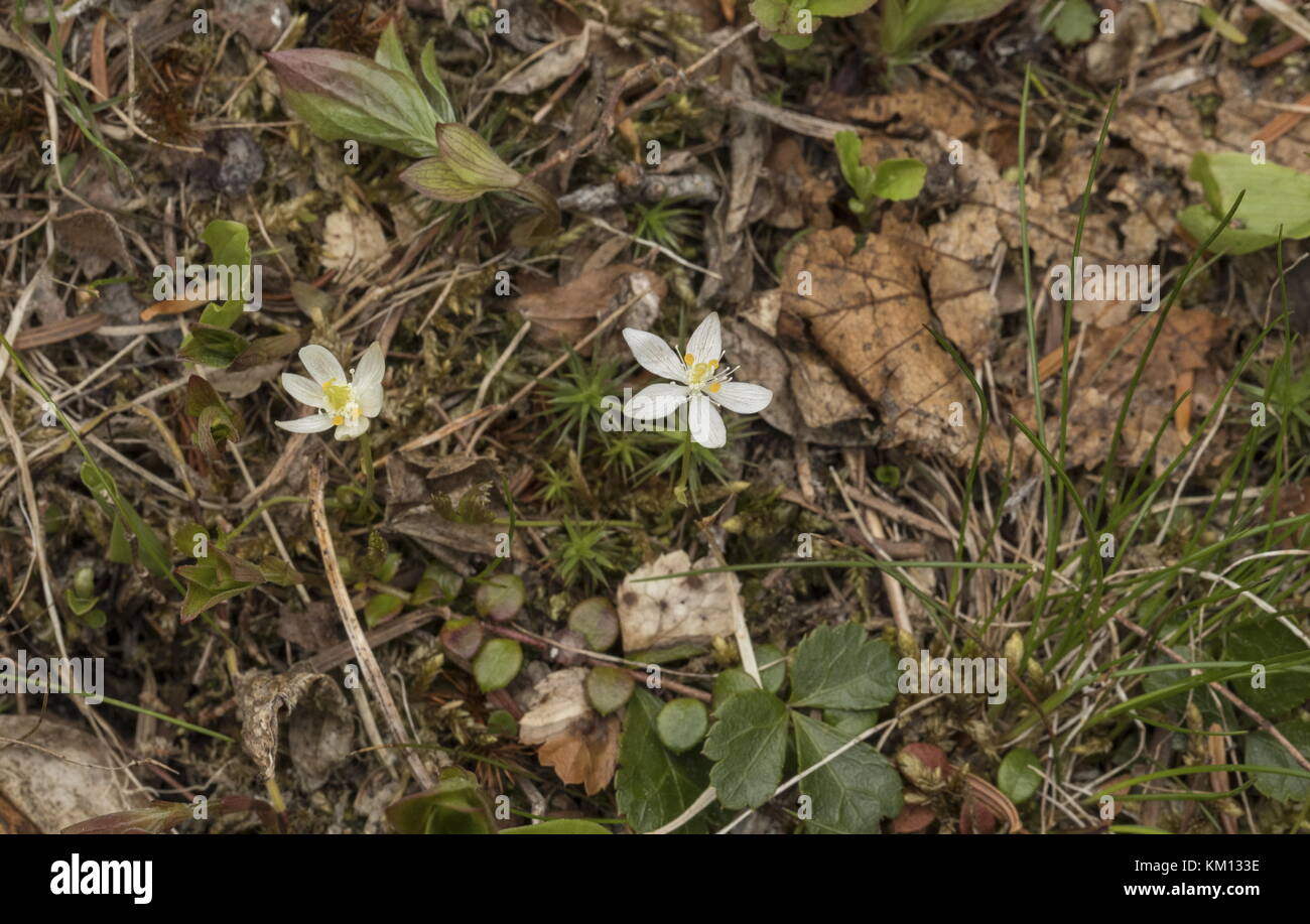 Goldthread, Coptis trifolia, in flower in woodland, Newfoundland Stock ...