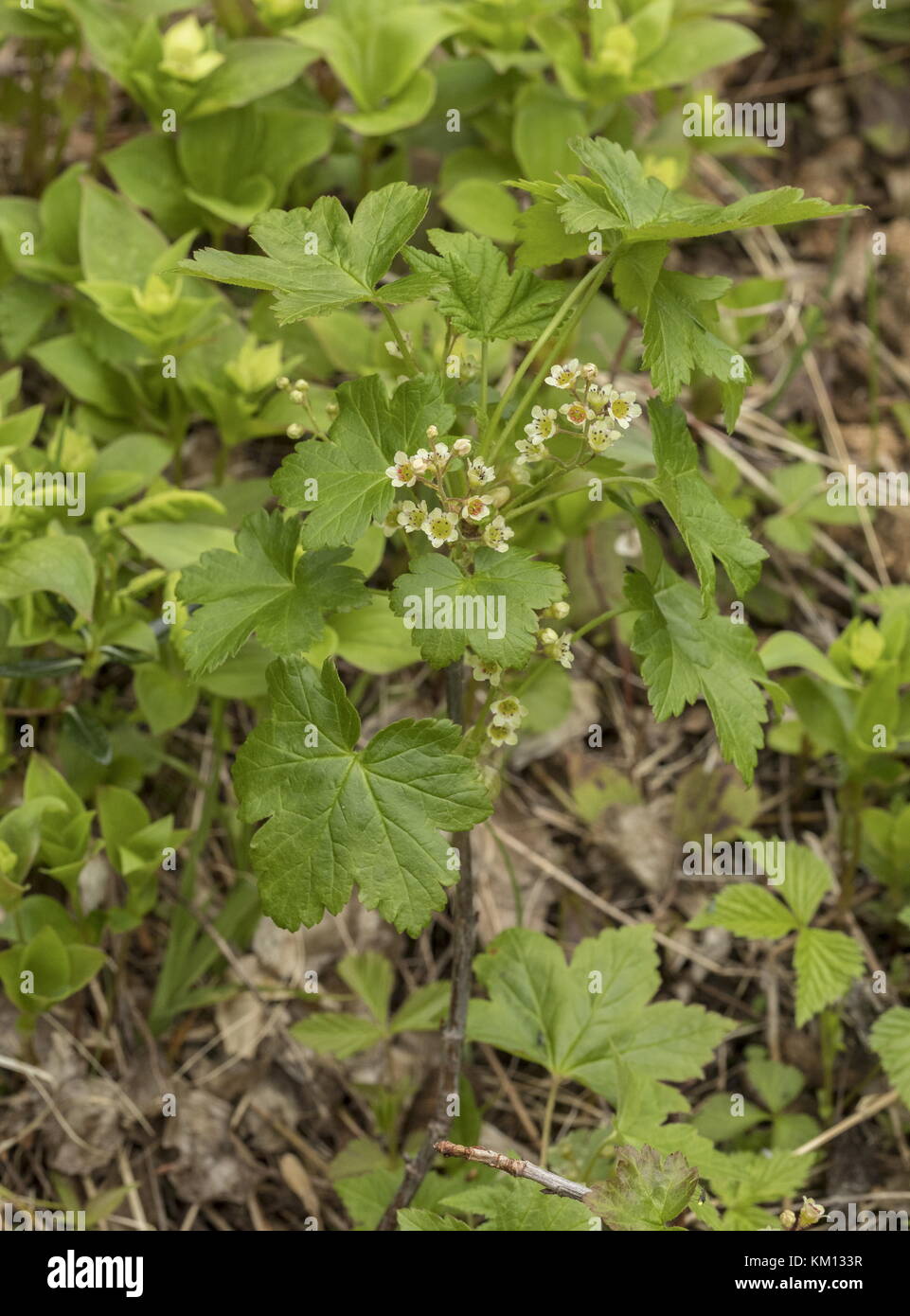 Smelly Plant High Resolution Stock Photography and Images - Alamy