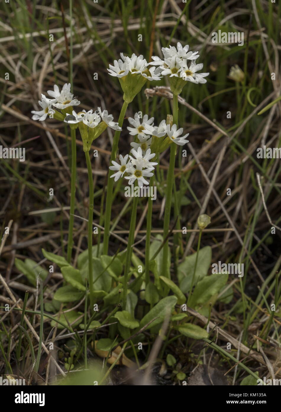 Mistassini primrose, Primula mistassinica clump in flower on the ...