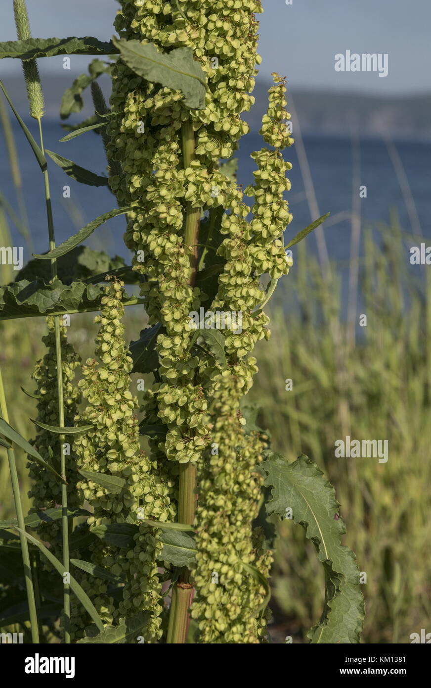Long-leaved Dock, Rumex longifolius, in flower and fruit on shingle ...