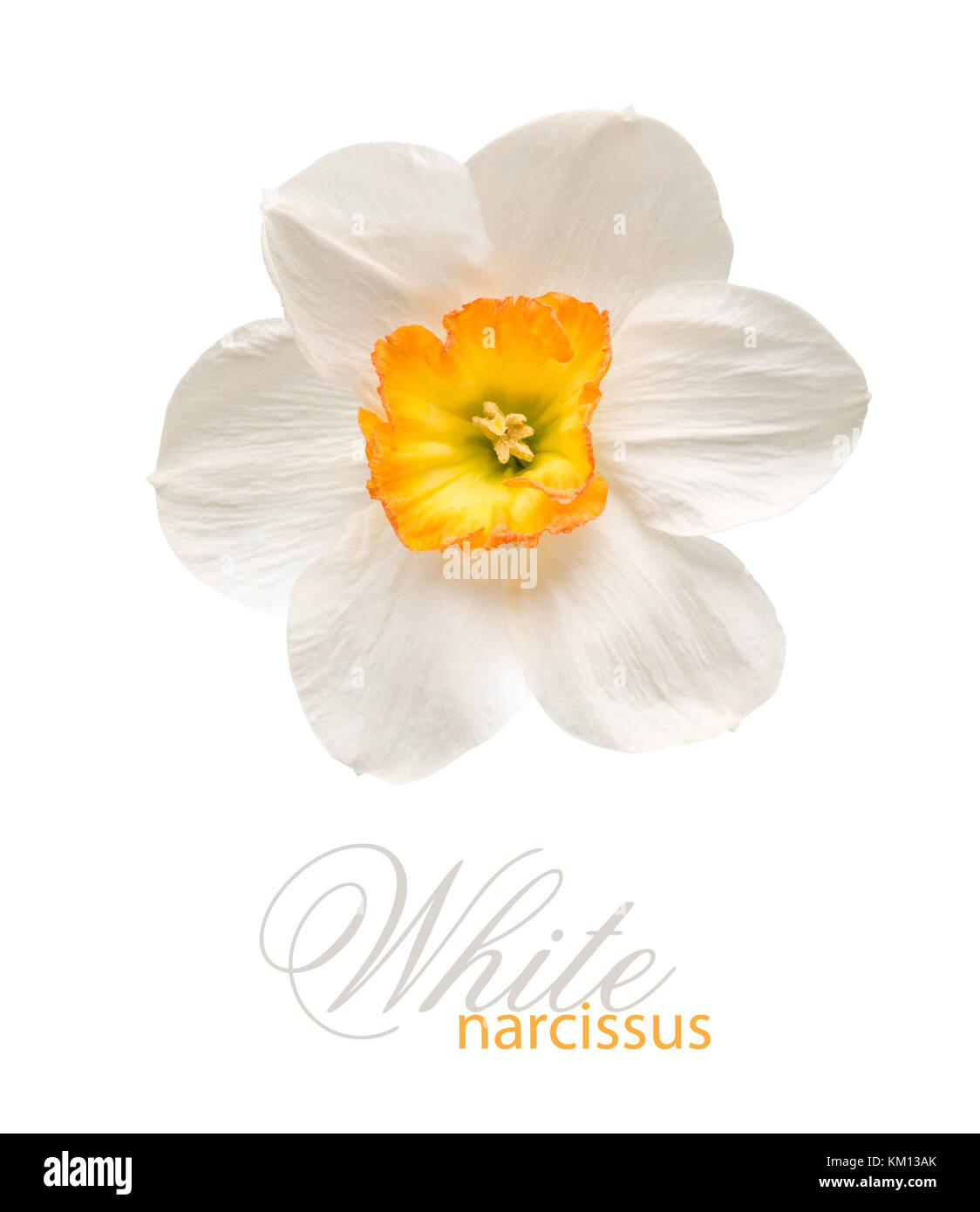 Photo of a short cup daffodil isolated on a white background Stock ...