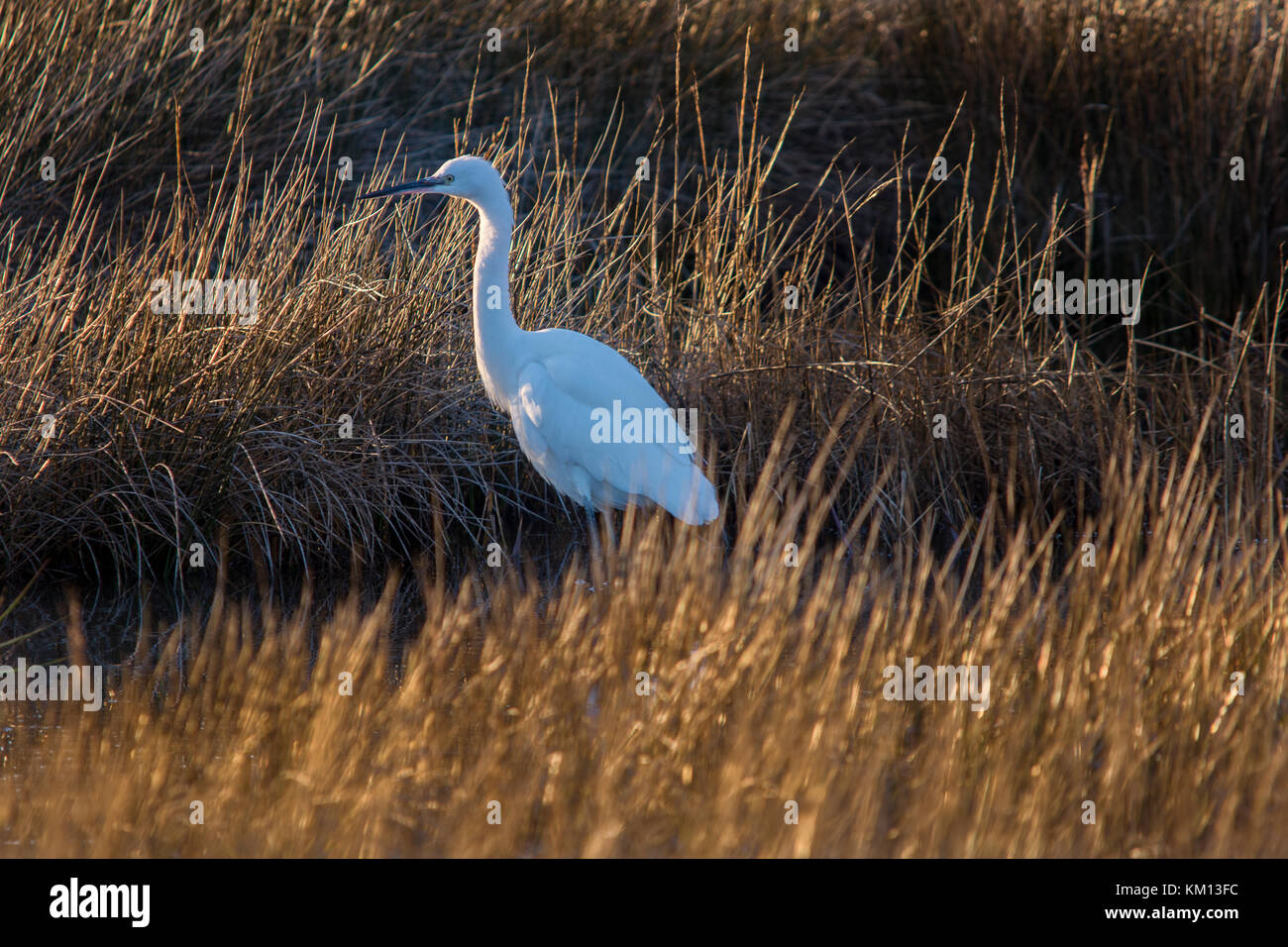 Little Egret in the Salt marshes on the Solent, Hampshire Stock Photo ...