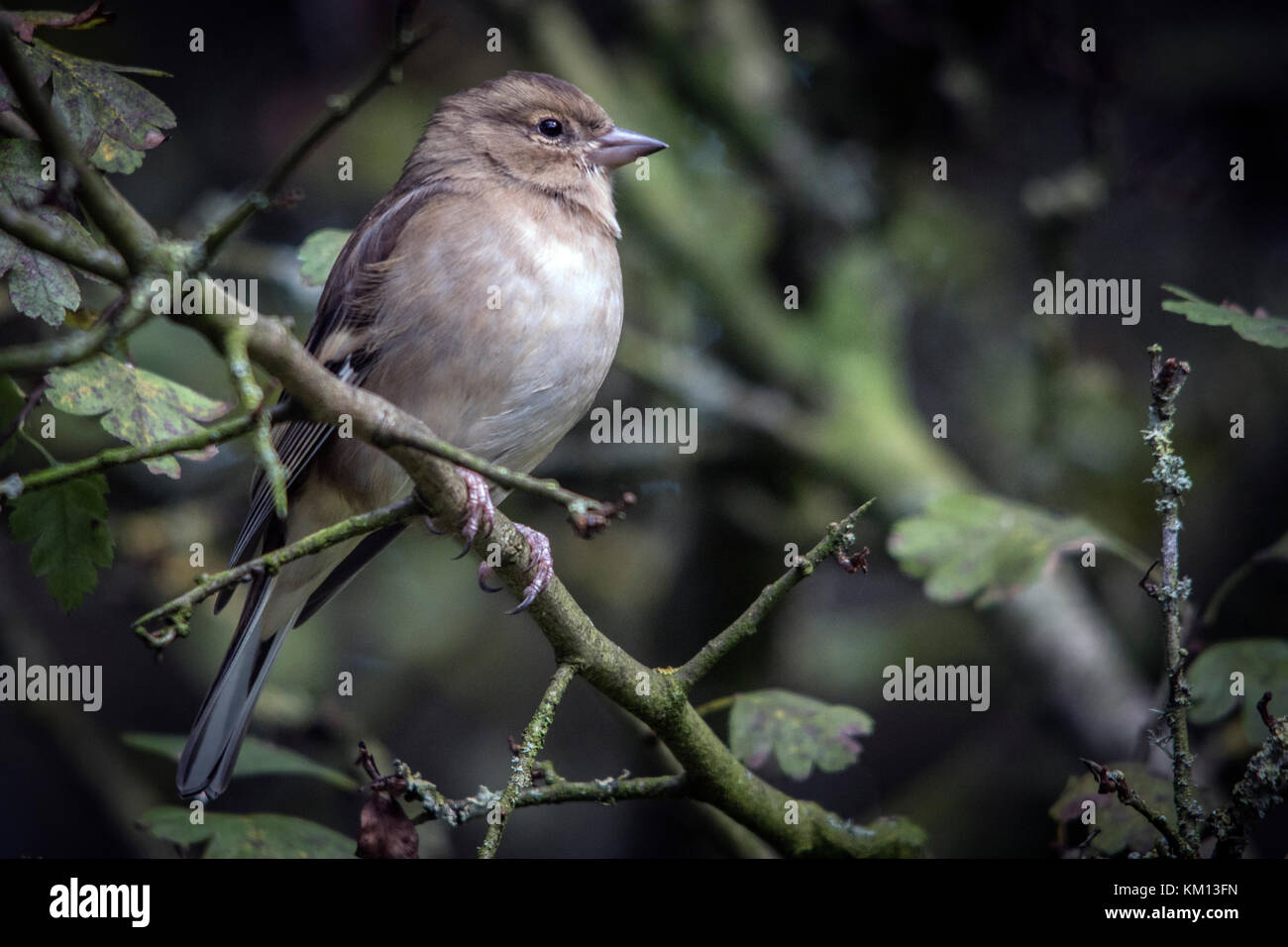 British finches hi-res stock photography and images - Alamy