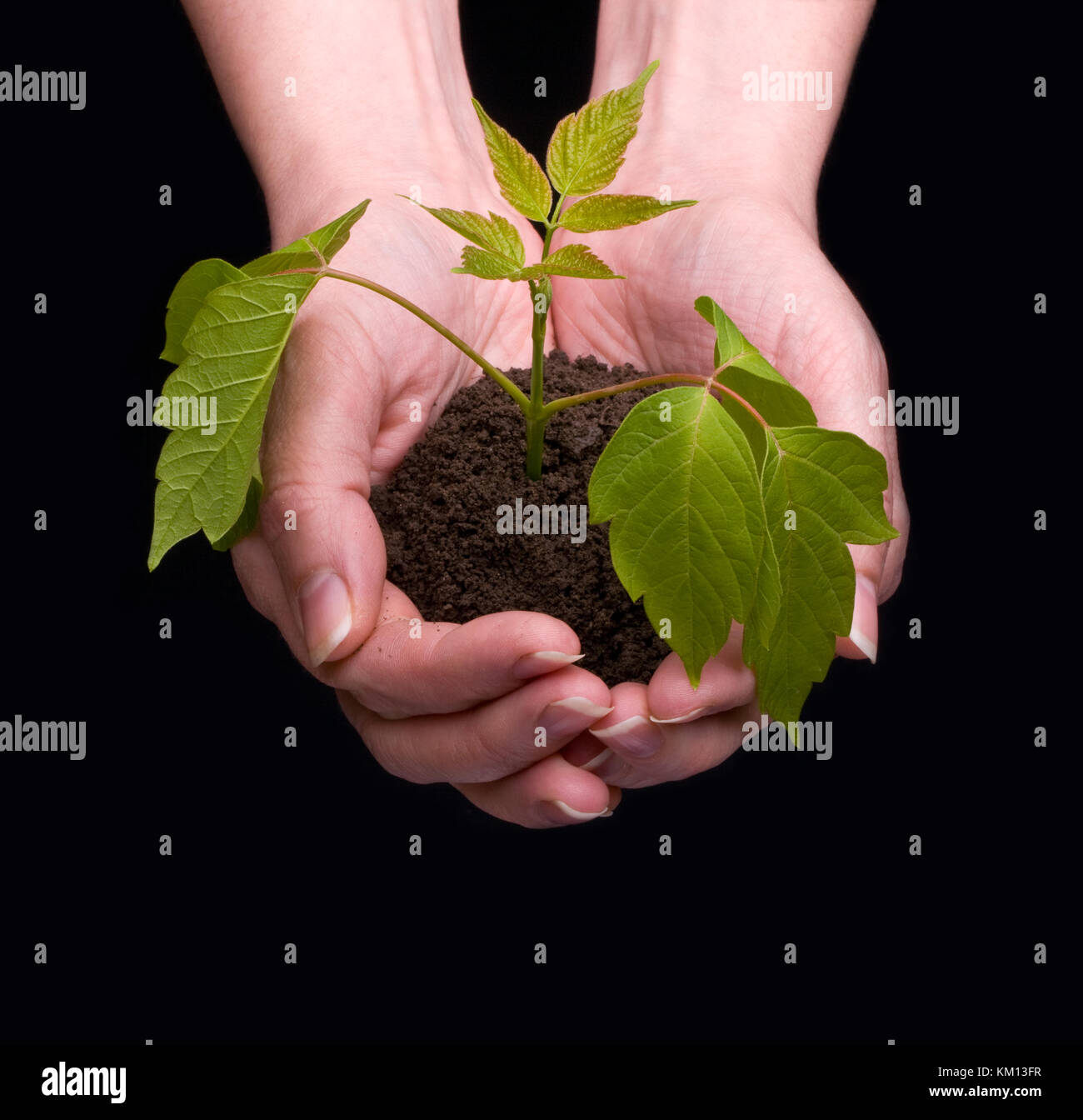 Hands holdings a little green plant on black background Stock Photo - Alamy