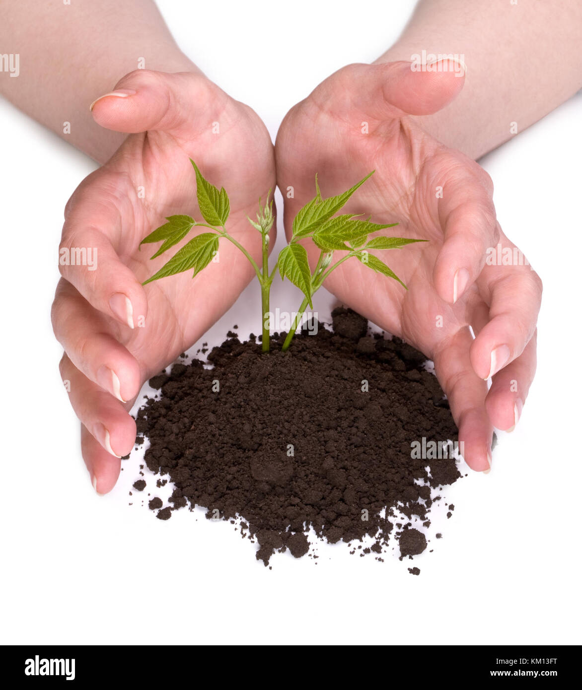 Hands and plant isolated on white background Stock Photo - Alamy