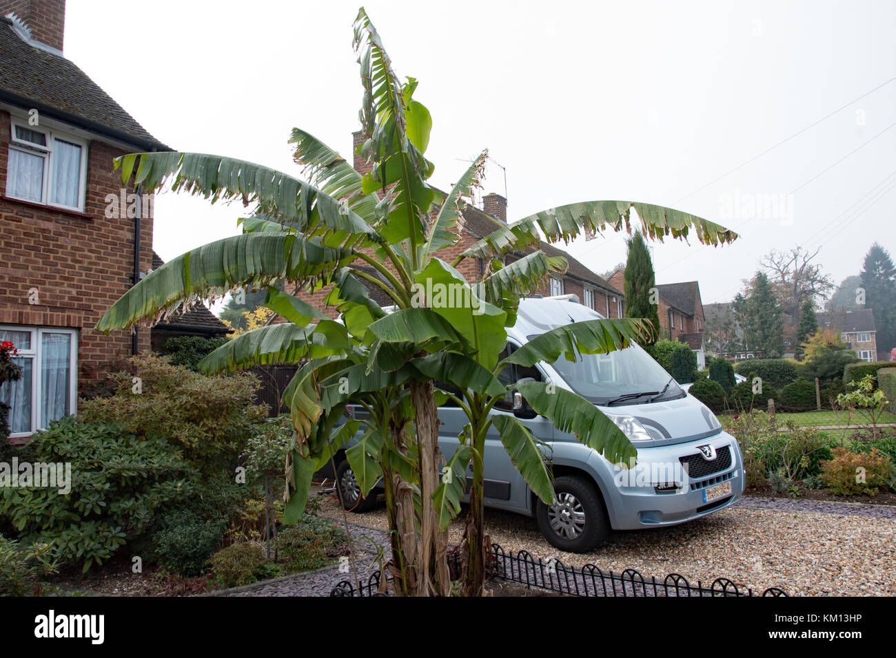 Musa basjoo, non-edible banana in an English front garden Stock Photo ...