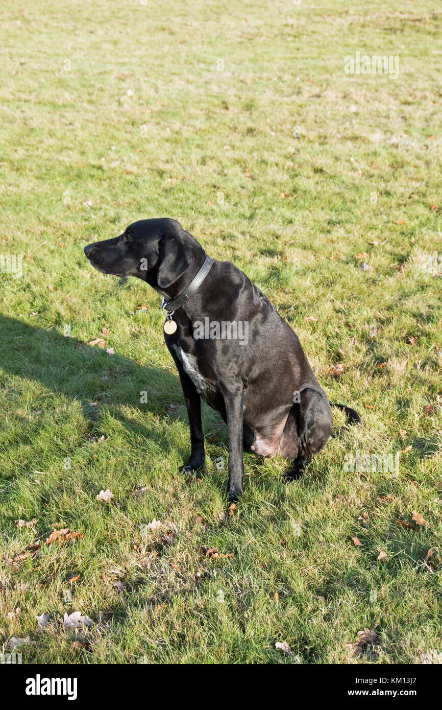Short haired pointer cross High Resolution Stock Photography and Images ...