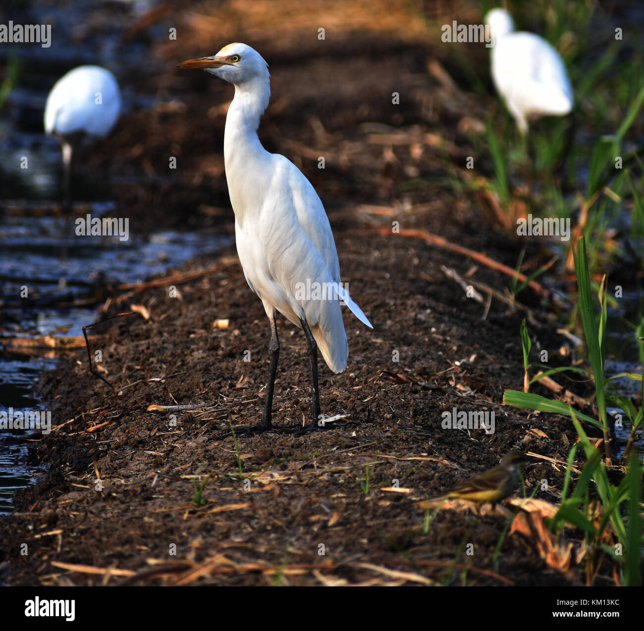 Birds in India Stock Photo - Alamy