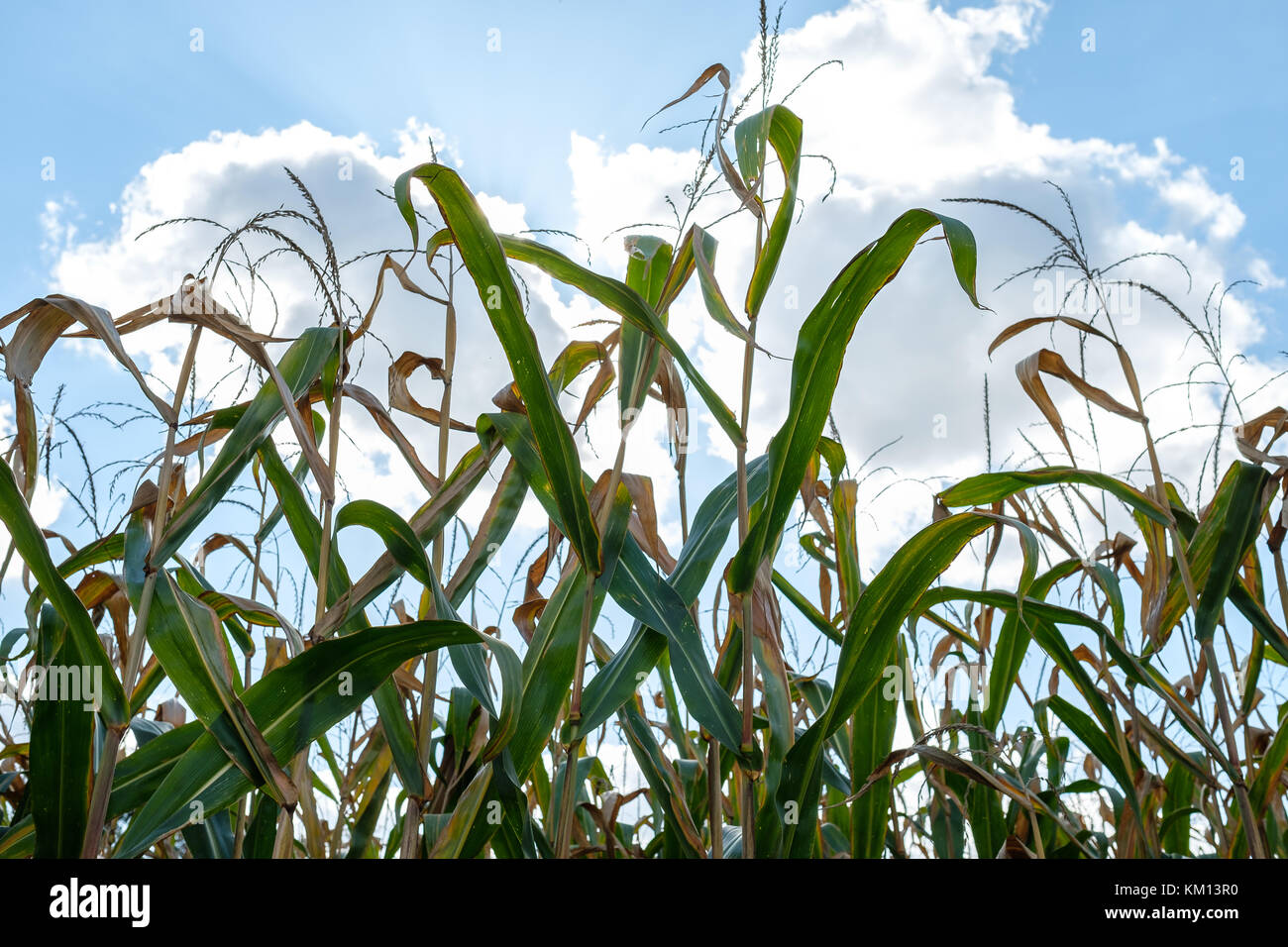 Low angle shot corn hi-res stock photography and images - Alamy