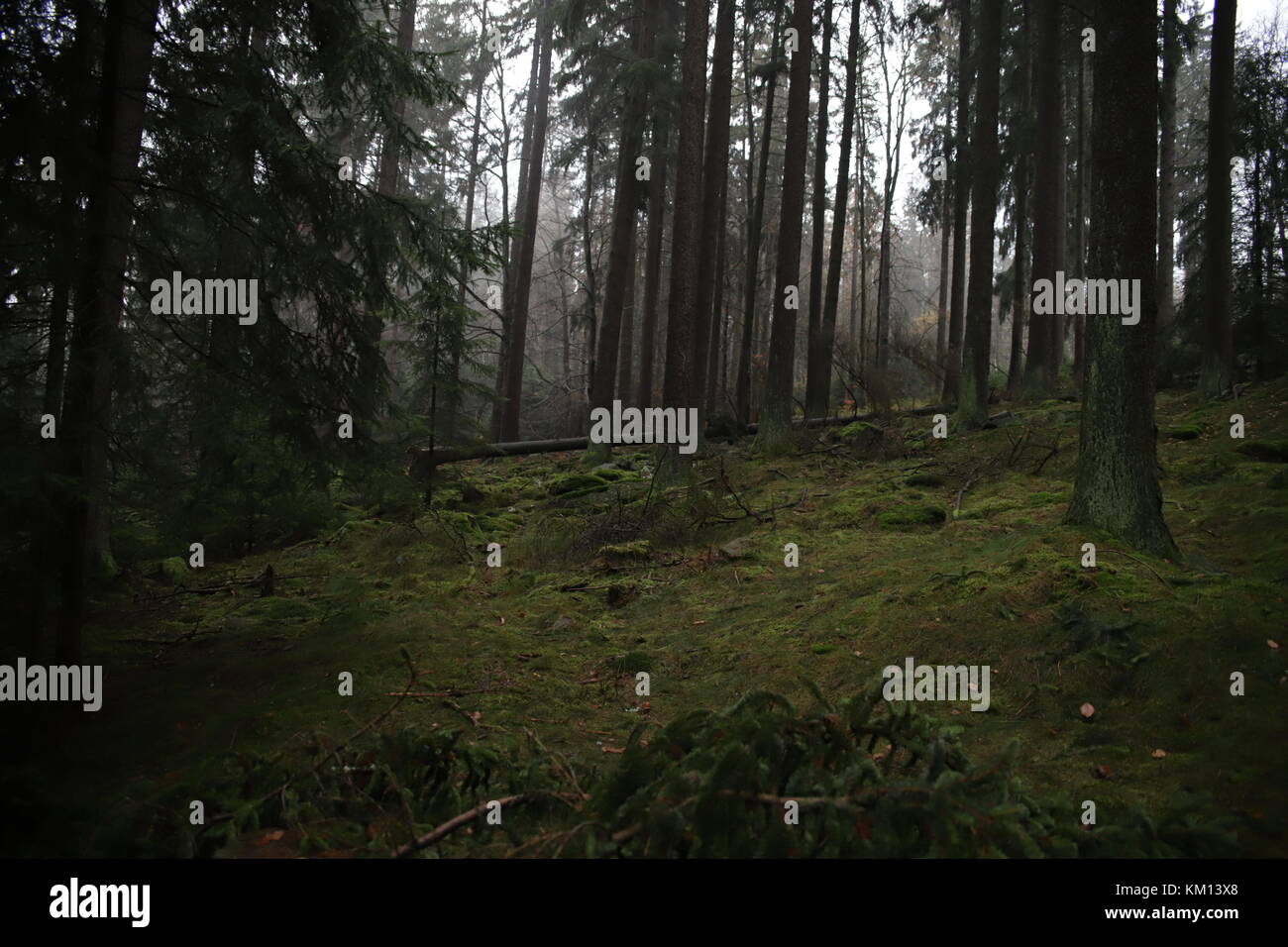 autumn trees in forest Stock Photo - Alamy