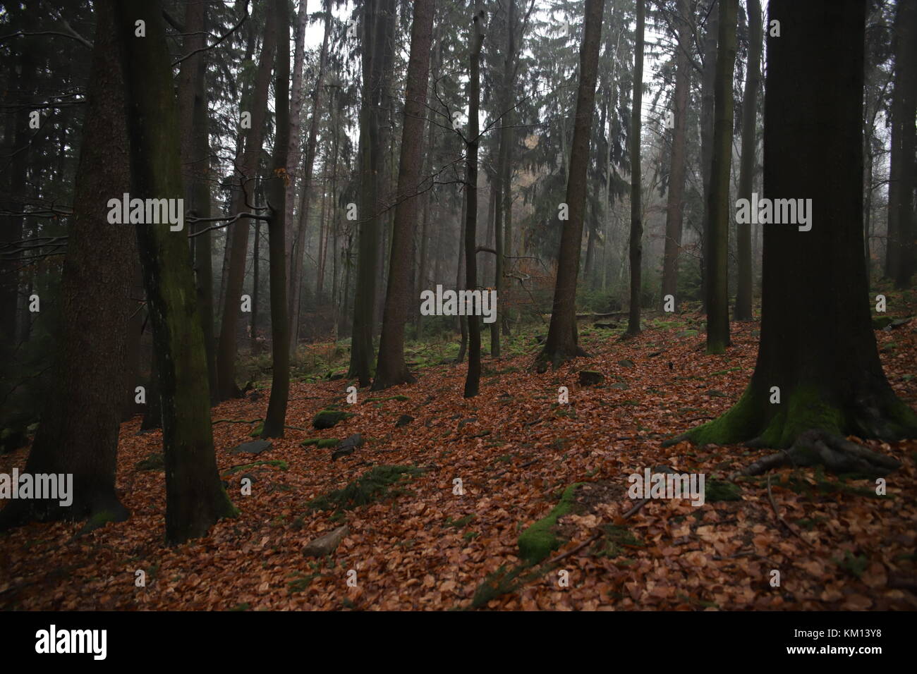 autumn trees in forest Stock Photo - Alamy