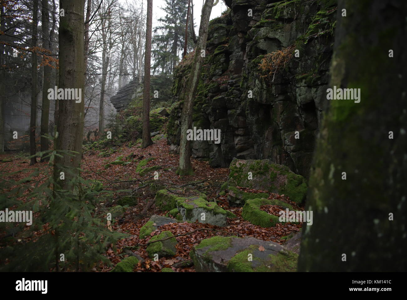 autumn trees in forest Stock Photo - Alamy