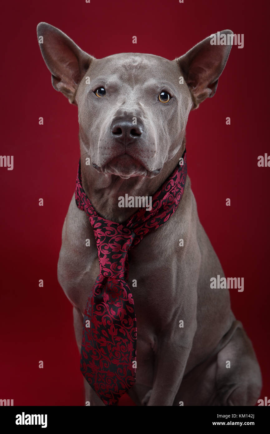 beautiful thai ridgeback dog in tie Stock Photo - Alamy
