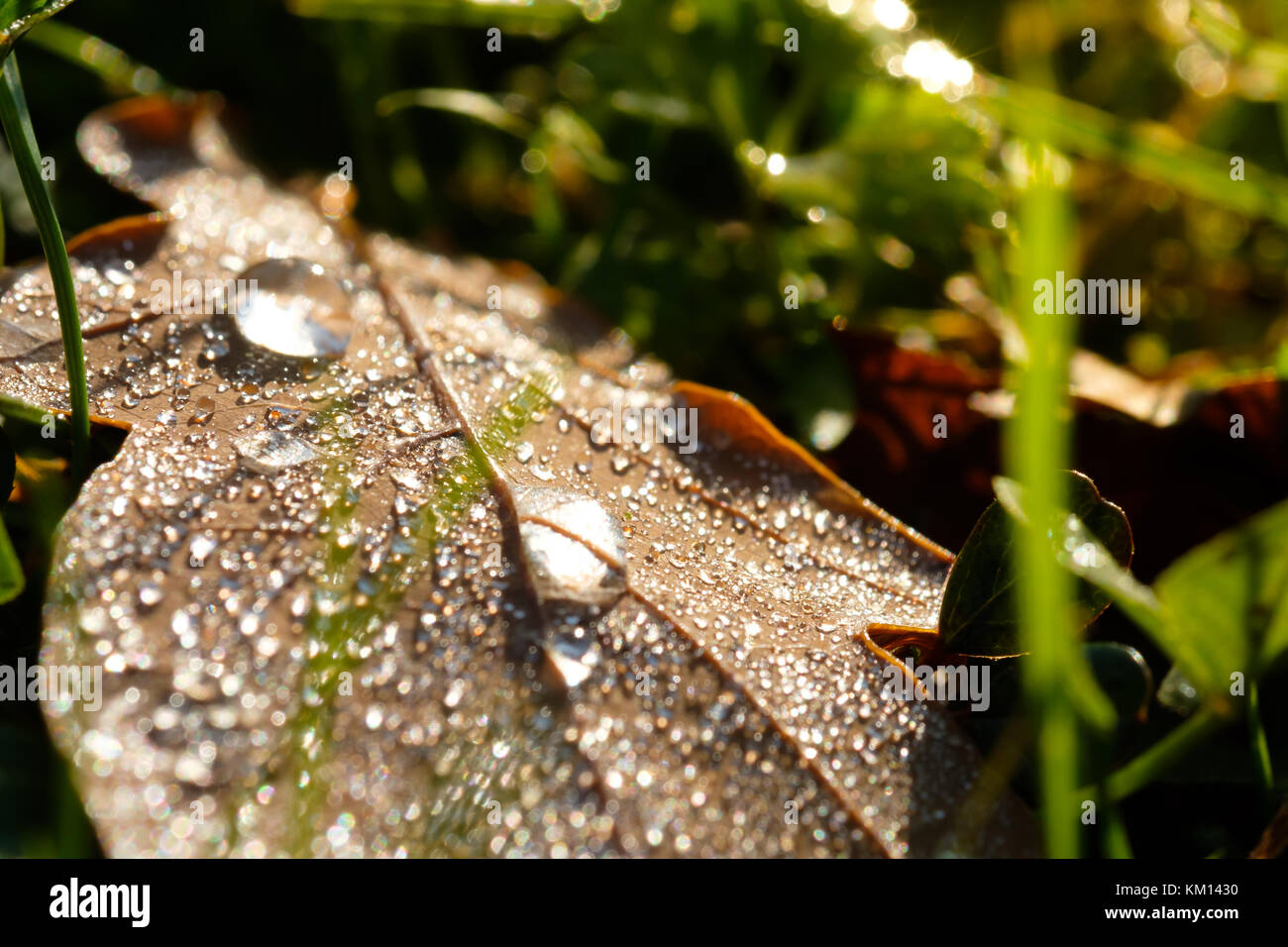 Dew water drops on a leaf in morning light and backlight of a meadow ...