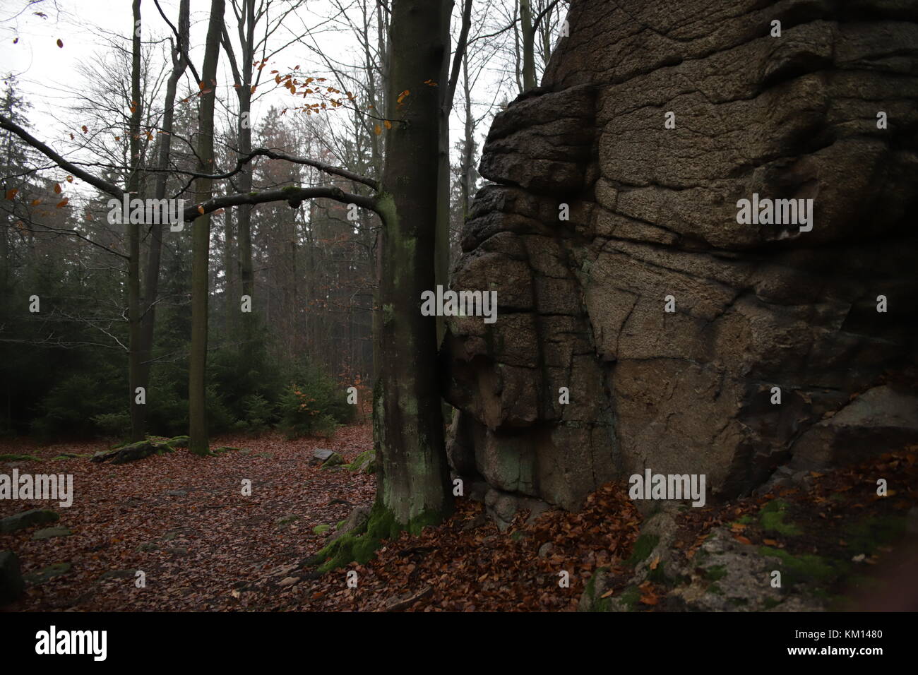 autumn trees in forest Stock Photo - Alamy
