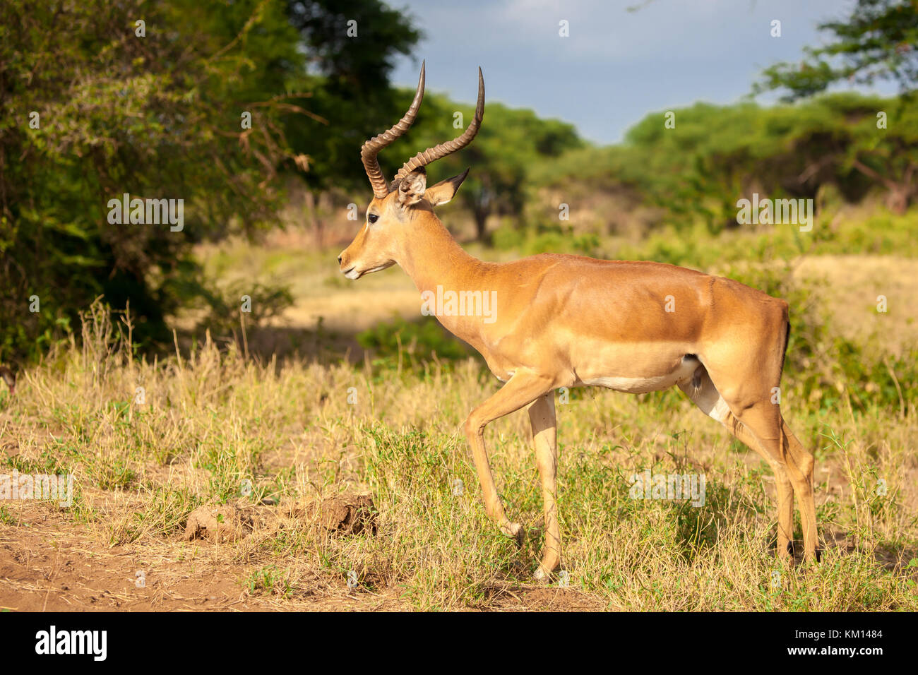 Antelope one standing female hi-res stock photography and images - Alamy