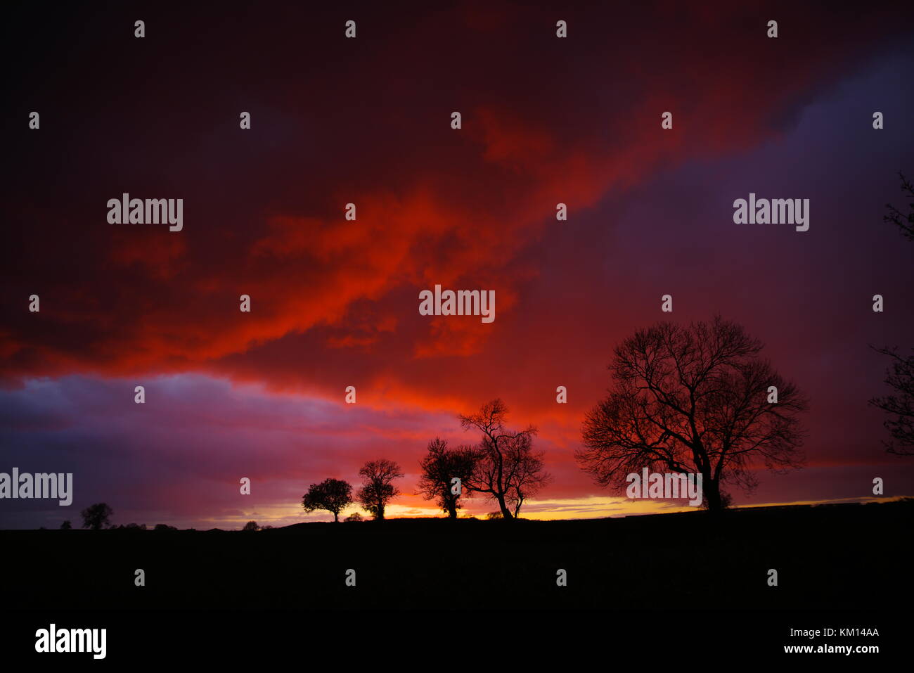 Trees silhouetted against Sunset Stock Photo - Alamy