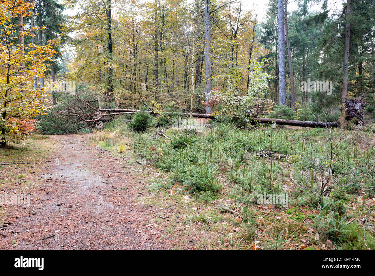 Tree uproot in storm hi-res stock photography and images - Alamy