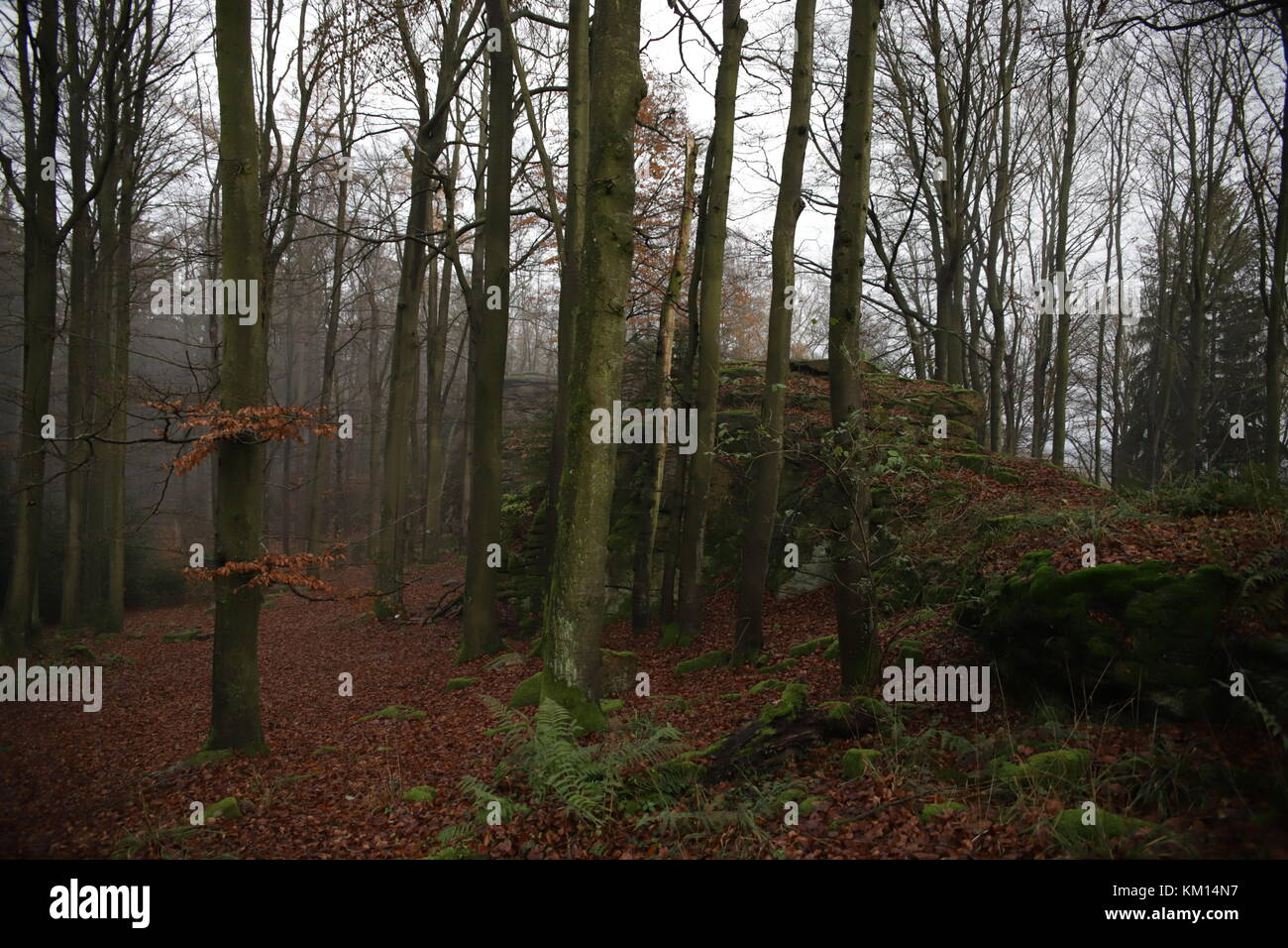 autumn trees in forest Stock Photo - Alamy